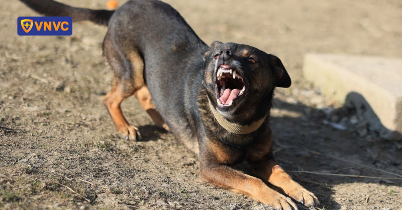 Tăng tỷ lệ tử vong vì bệnh dại do chó mèo thả rông
